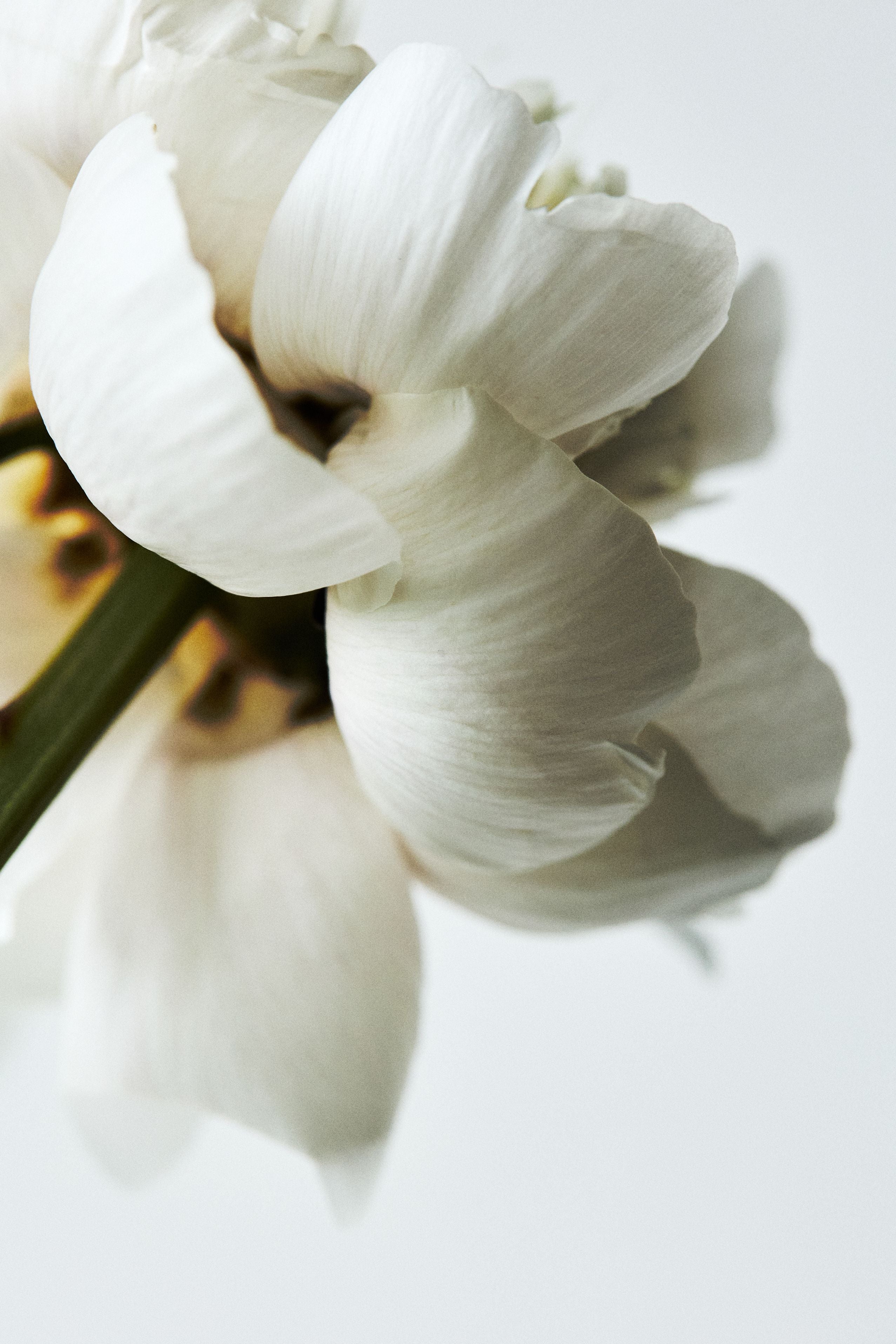 【公式】9th-perfumeオンラインショップ